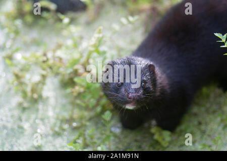 american mink, Neovison vison, captive, devon Stock Photo - Alamy