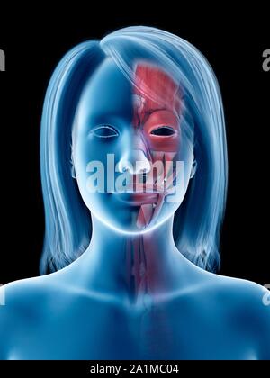 Female facial anatomy, computer illustration Stock Photo - Alamy