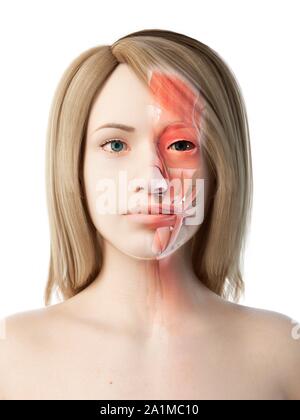 Female facial anatomy, computer illustration Stock Photo - Alamy