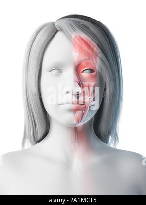 Female facial anatomy, computer illustration Stock Photo - Alamy