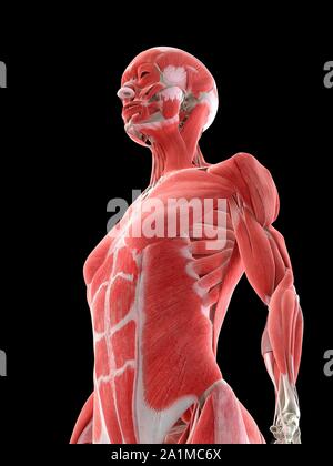 Female upper body musculature, computer illustration Stock Photo - Alamy