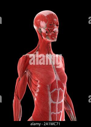 Female upper body musculature, computer illustration Stock Photo - Alamy