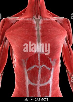 Female upper body musculature, computer illustration Stock Photo - Alamy