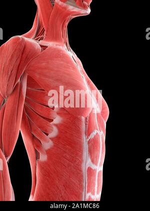 Female upper body musculature, computer illustration Stock Photo - Alamy