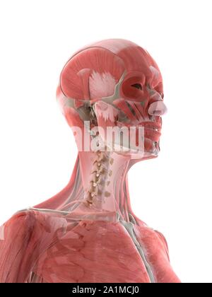 Female neck muscles, computer illustration Stock Photo - Alamy
