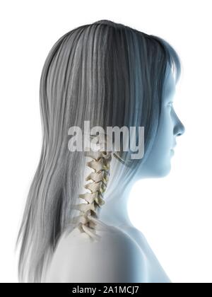 Female skull and neck bones computer artwork Stock Photo - Alamy