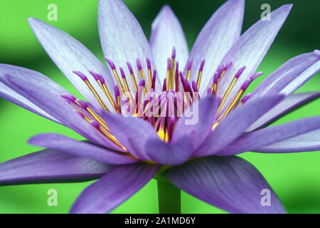 The view of the nymphaea caerulea flower plants on a sunny day by the ...