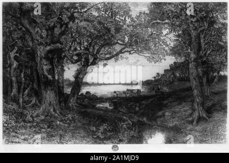 Old oak trees) - MN Moran Stock Photo - Alamy