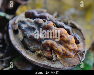 Moldy walnut kernel, Xanthomonas campestris juglandis Stock Photo - Alamy