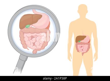 Pancreas function. internal organ of a digestive and endocrine systems. pancreatic juice and ...