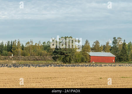 A big flock of barnacle gooses is sitting on a field and flying above ...