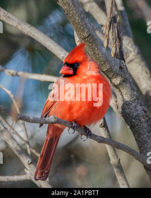 tree, bird, wild, wildlife, cardinal, nature, tree, animal, bird, fauna ...