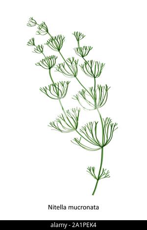 Vector Seaweed illustration. Hand drawn drawing of Algae in outline ...