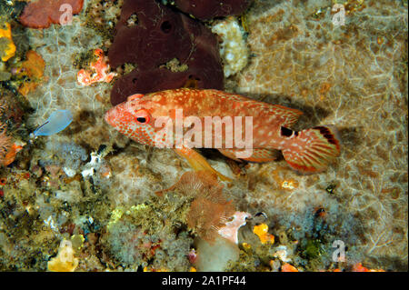 Leopard grouper, Cephalopholis leopardus, Sulawesi Indonesia Stock ...