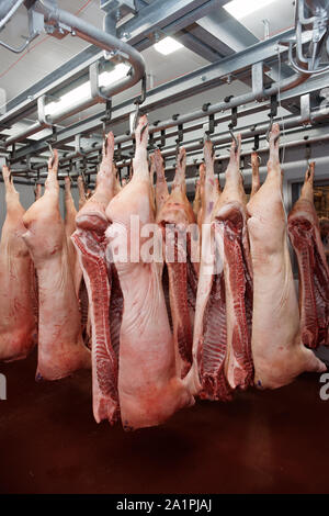 Pig carcasses cut in half stored in refrigerator room of food ...
