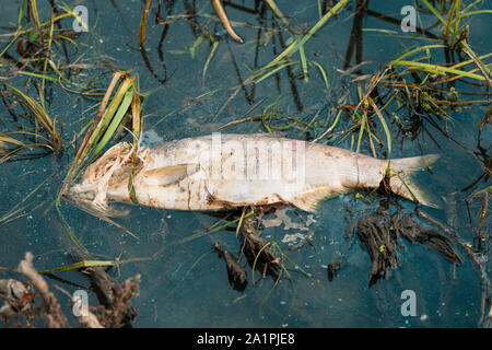 Bloated, dead, poisoned fish lies on the river bank. Environmental ...