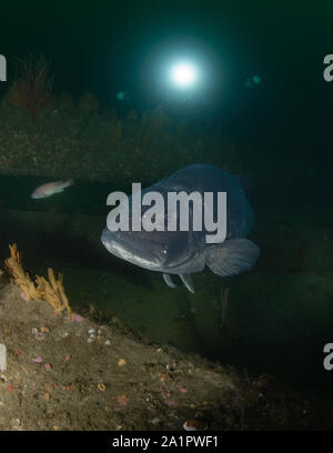 Giant sea bass fish Stereolepis gigas floats among giant kelp ...