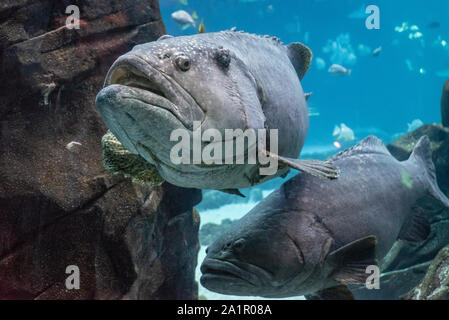 Giant Grouper, Georgia Aquarium, Atlanta, Georgia, USA Stock Photo - Alamy