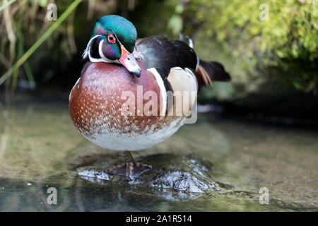 Mature male Wood Duck (Aix sponsa). June in Acadia National Park, Maine ...