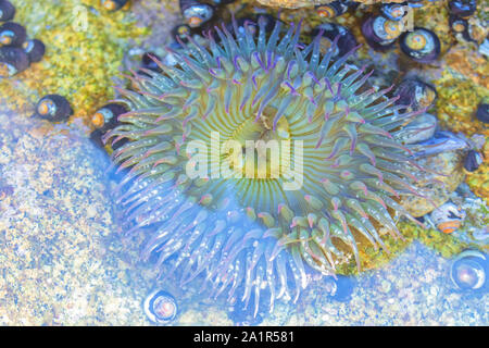 Sunburst anemone (Anthopleura sola), Monterey Peninsula, California ...