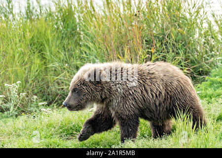 A brown bear cub walks alone on a reflective, wet sandy beach under a ...