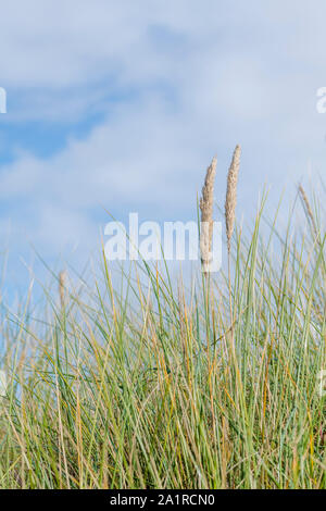 Marram grass Ammophila arenaria seeding on sand dune Stock Photo - Alamy