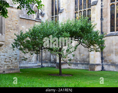 Newton Apple Tree, Trinity College Cambridge Stock Photo - Alamy