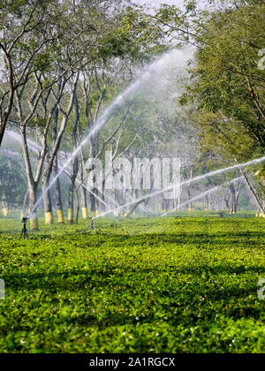 Paneery Tea Estate in Paneri, State of Assam, Northeast India, Asia ...