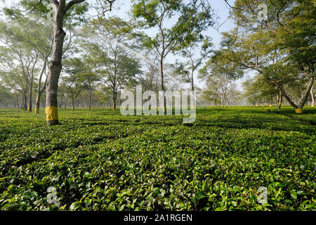 Paneery Tea Estate in Paneri, State of Assam, Northeast India, Asia ...