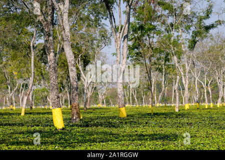 Paneery Tea Estate in Paneri, State of Assam, Northeast India, Asia ...