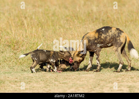 An African wild dog eating from raw prey meat hanging on a line Stock ...