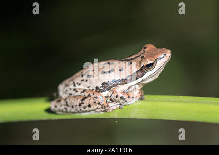 Slender Tree Frog, Litoria adelaidensis, Pemberton, Western Australia ...