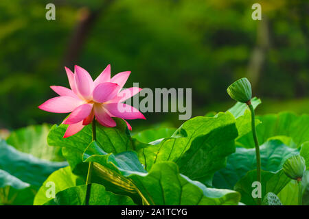 Beautiful lotus in full bloom Stock Photo - Alamy