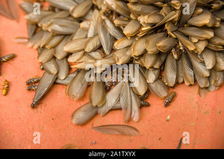 African harvester termite alates ( Hodotermes mossambicus) swarmers ...