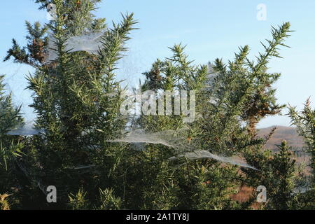 Spider webs covered with early morning dew cling to saw grass ...