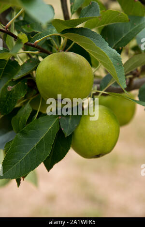 apple barnack beauty Stock Photo - Alamy