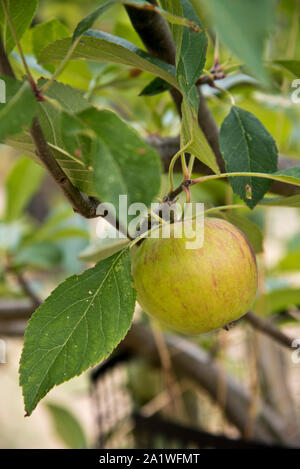 Malus domestica. Apple 'Barnack Beauty' growing in an English Orchard ...