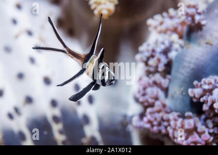 Tropical reef fish. Banggai cardinalfish (Pterapogon kauderni, banded ...