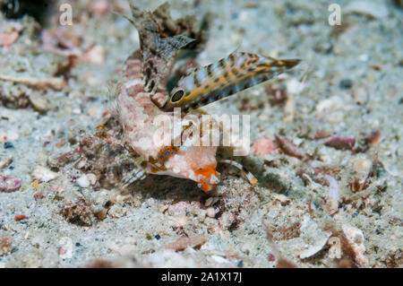 Fingered dragonet [Dactyopus dactylopus]. Puerto Galera, Philippines ...