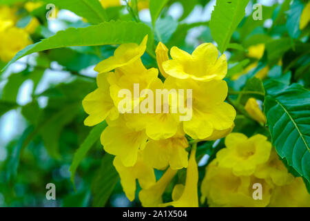Yellow Elder Tree, Tecoma stans, Bignoniaceae. Native to the Tropical ...