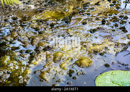 Blanket weed ,Spirogyra adnate, Long String Algae Cladophera ...