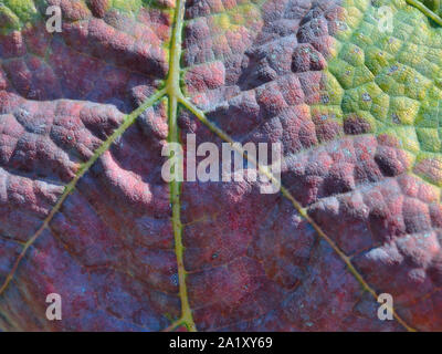 Grapevine leafroll associated virus Stock Photo - Alamy
