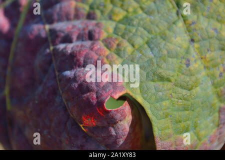 Grapevine leafroll associated virus Stock Photo - Alamy
