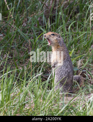 Alaska, arctic gopher, Spermophilus parryii, bile, watchfulness animal ...