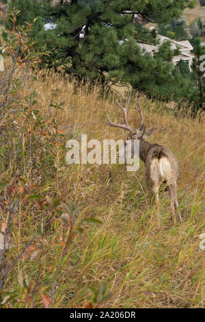 Mule Deer Buck, camouflage Stock Photo - Alamy