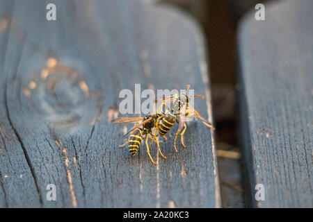 Two wasps on balcony fighting Stock Photo - Alamy