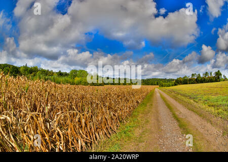 Cornfields, Corn, Sweetcorn, Dordogne, Dordogne Valley, Périgord ...