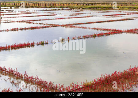 Soline Piran - salt harvesting fields Stock Photo - Alamy