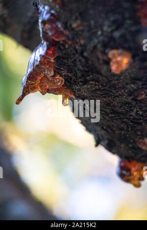 Red resin from cherry tree Stock Photo - Alamy
