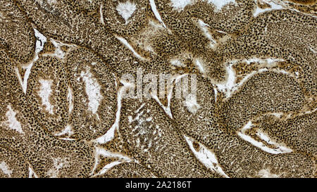 Histologically stained cross-section ofa rabbit testicle Stock Photo ...